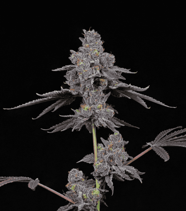 Compound Genetics - Total Eclipse Cannabis Seeds - Seedhub